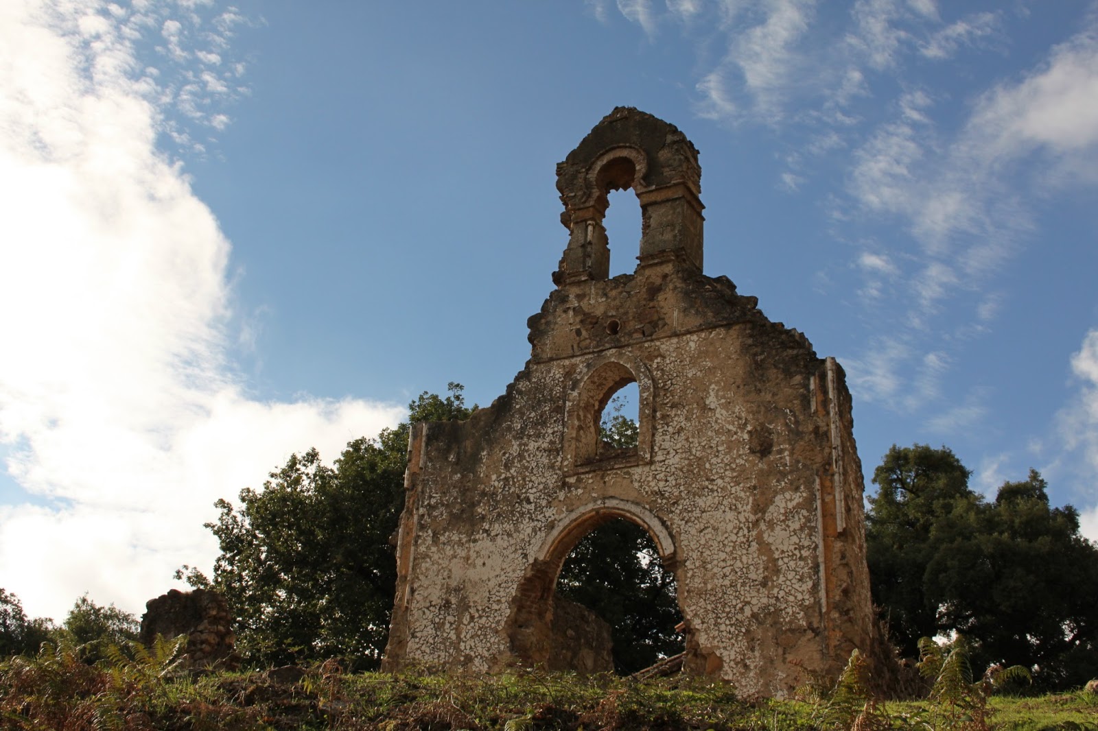 enruta-2: LA SAUCEDA - Simbolo natural de Rebeldía y Libertad