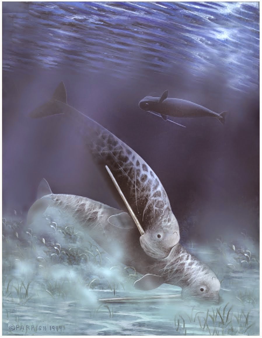 The Coastal Paleontologist: The evolutionary history of walruses, part ...