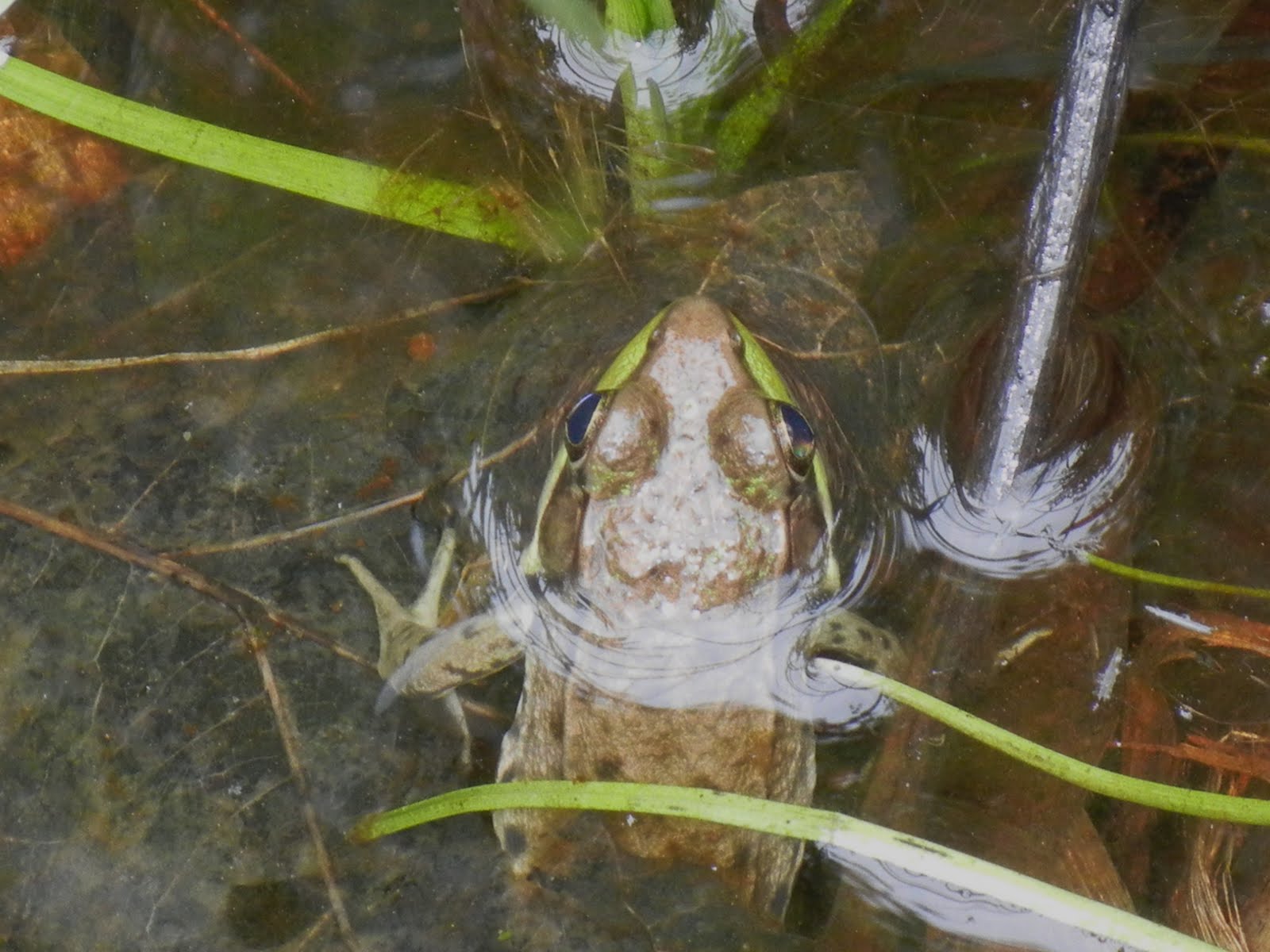 Bondi Resort BLOG: Leopard Frog a Leaping!