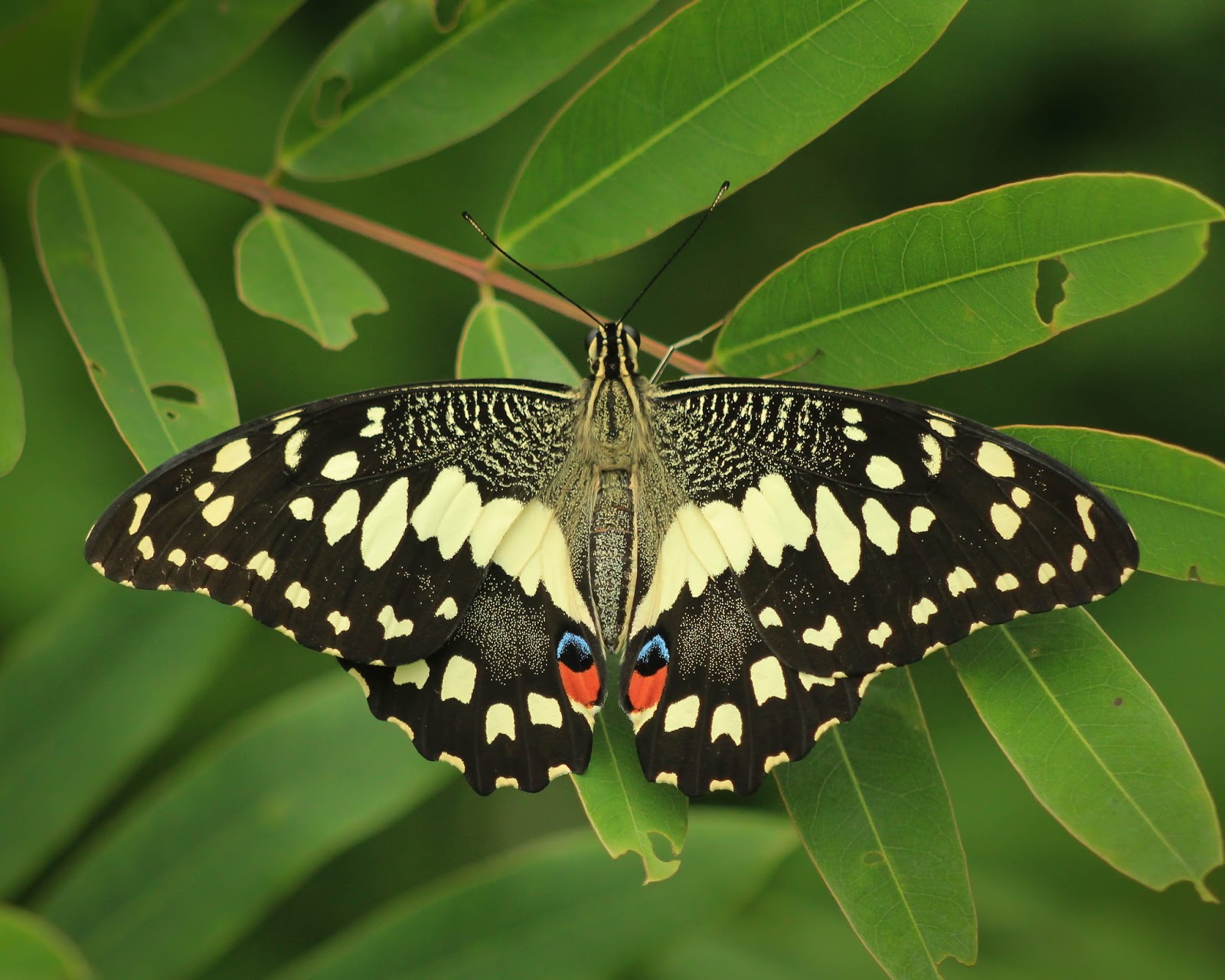 Butterflies of Vietnam: 30. Papilio demoleus demoleus (The Lime Butterfly)