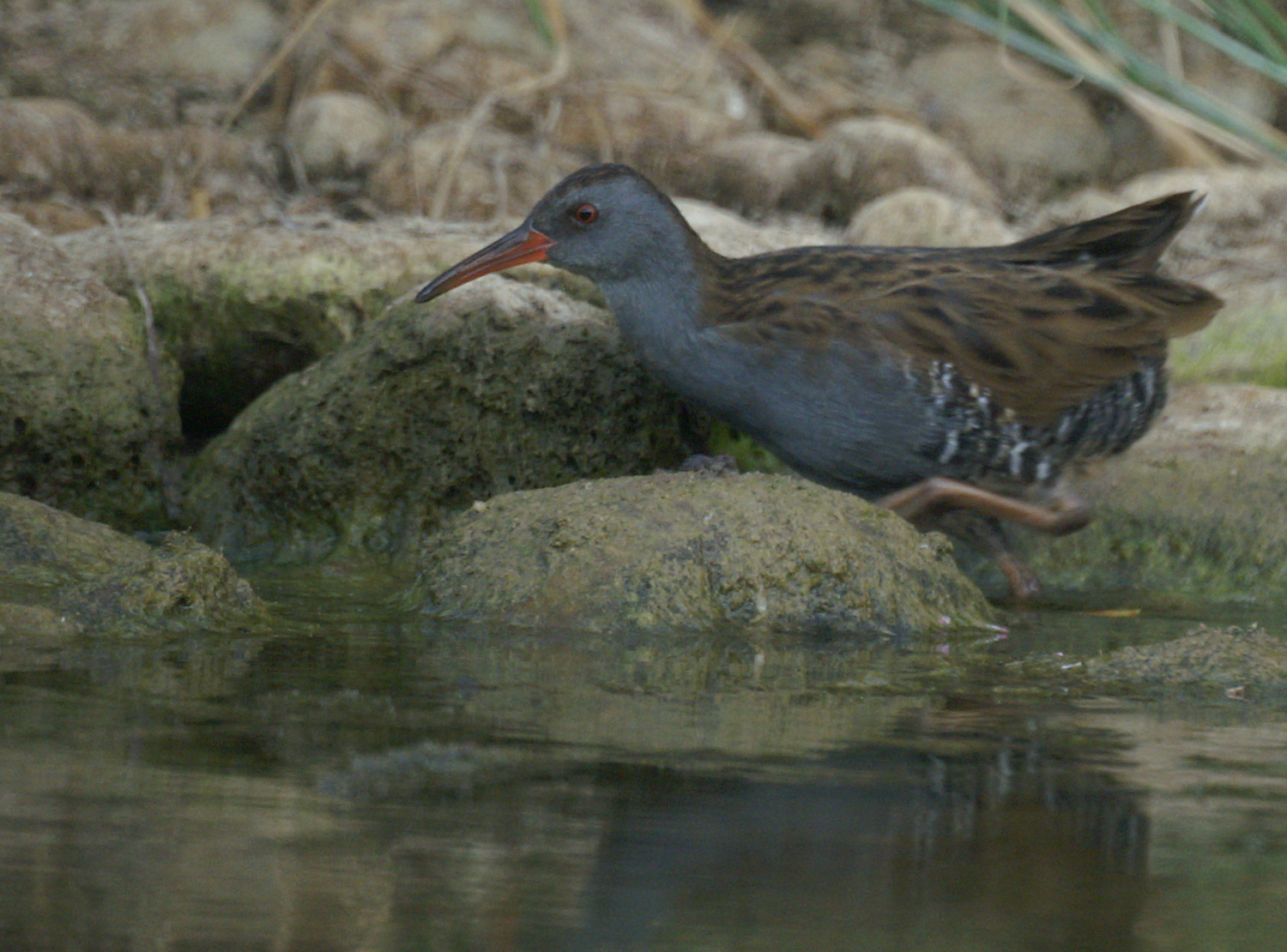Contacto Natura: Rascón