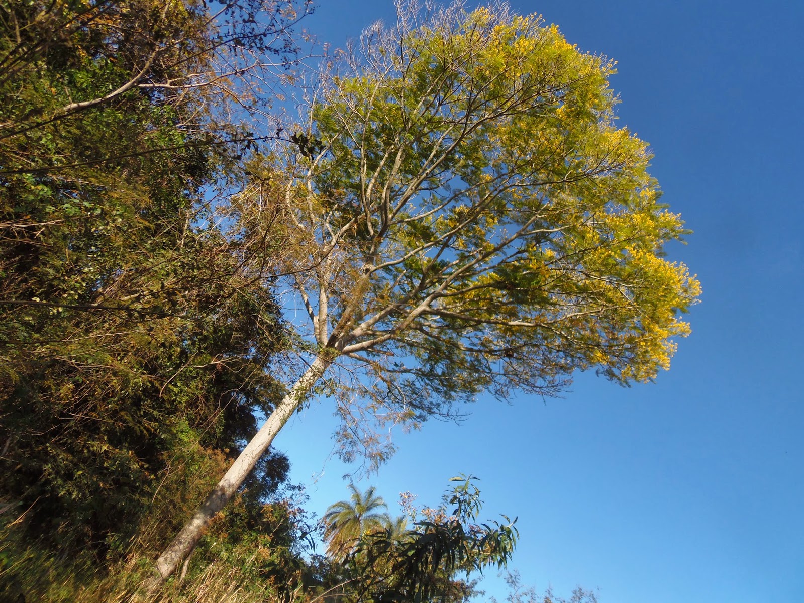 natureza selvagem: Paricá