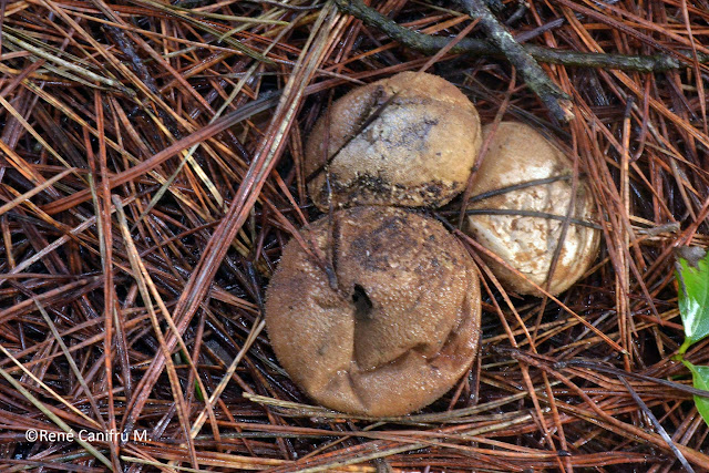 Hongos: Lycoperdon sp.