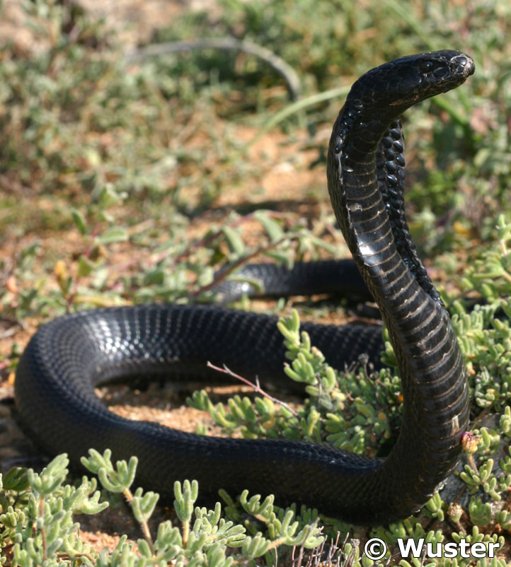 Animals World: black cobra wallpapers & pictures