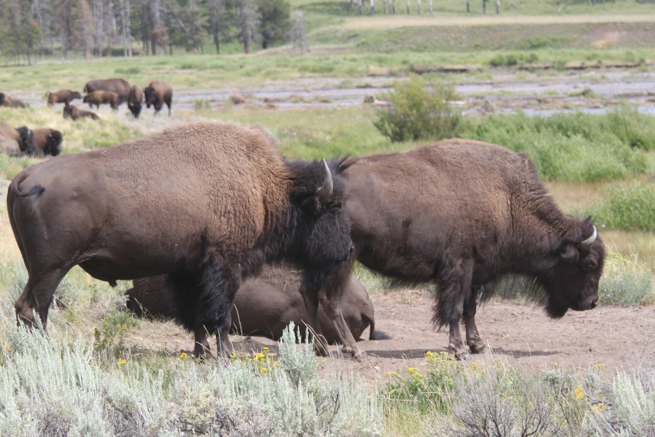 Kalamazoo Seasons: Bison