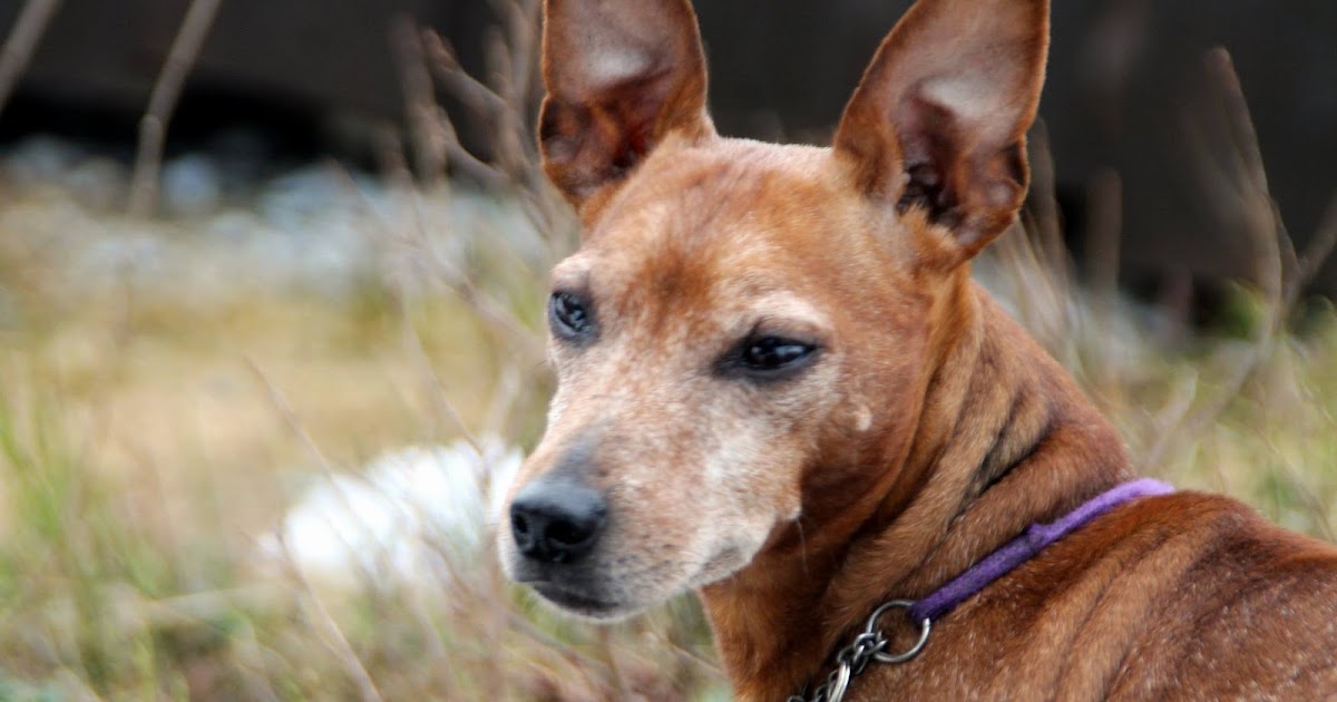Gammel mann: En hoppende glad hund