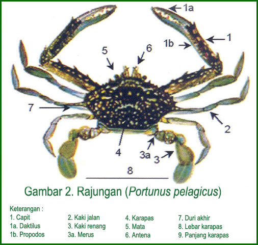 rajungan | Main Sesuka Hatimu