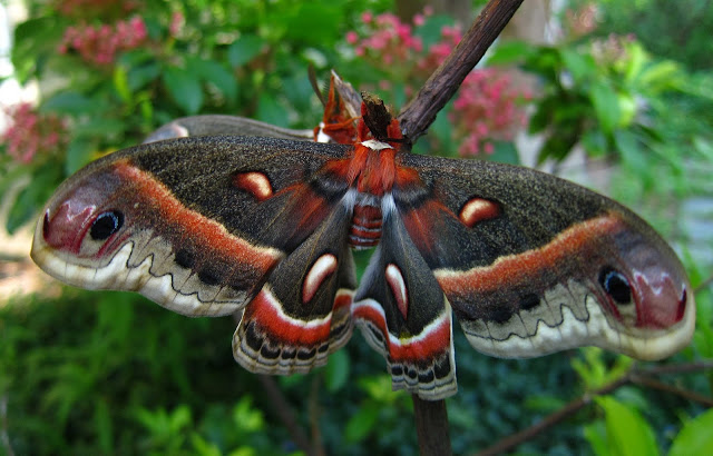 Saratoga woods and waterways: Moth Week Quiz: How many do you know?