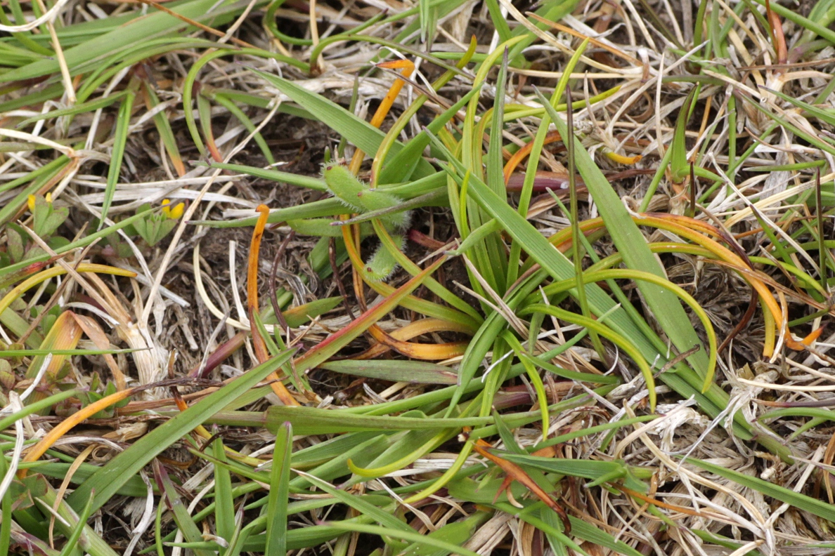 A Little Natural History: A day at The Lizard