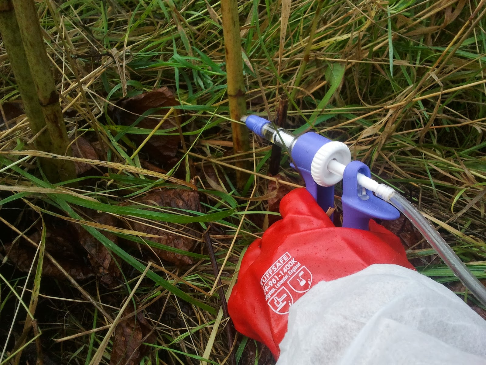 Friends of Henllys LNR: Funny weather upsets our invasive plants & stem ...