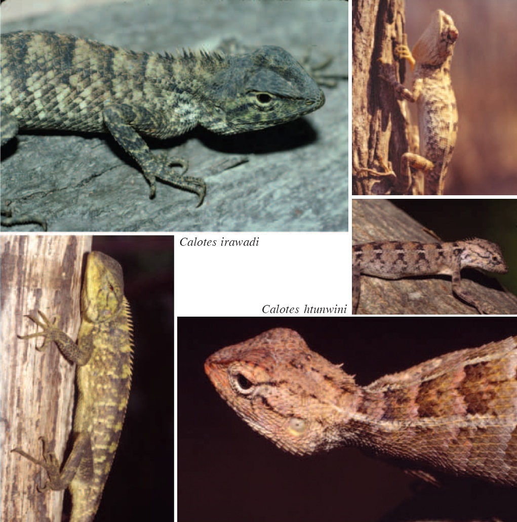 Species New to Science: [Herpetology • 2006] 2 new Calotes; C. htunwini ...
