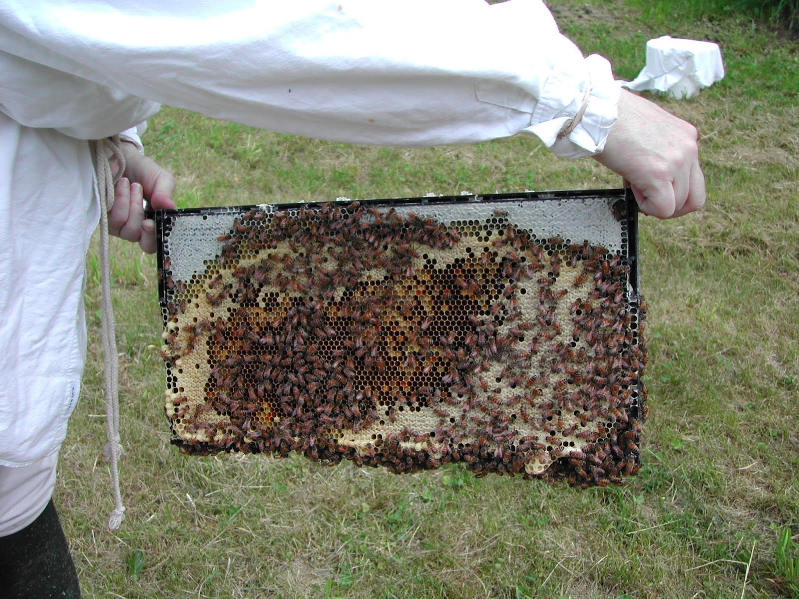 Lucindaville: Requiescat in Pace - The Doe Run Farm Hive