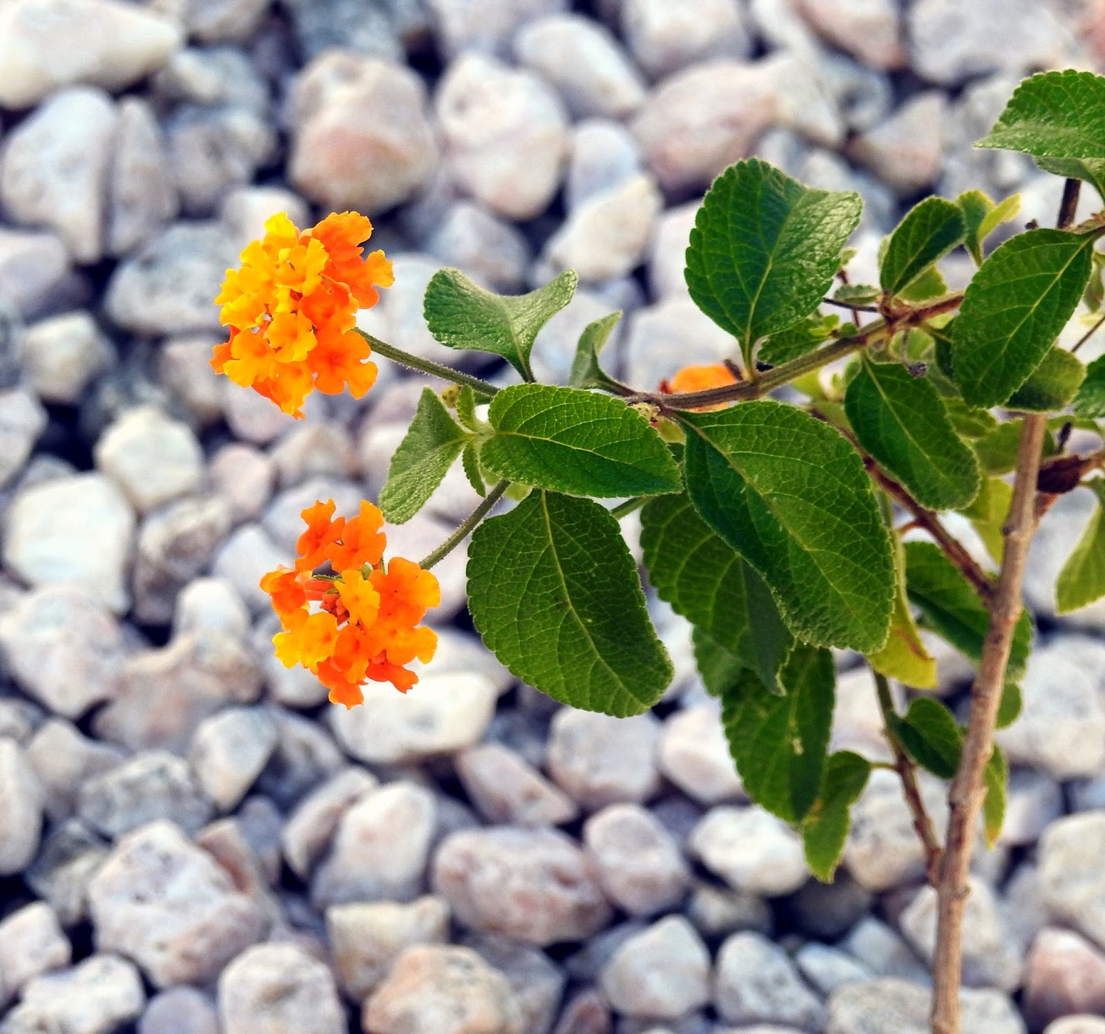 Hiking Curaçao - Flora and Fauna: Petite - perseverance