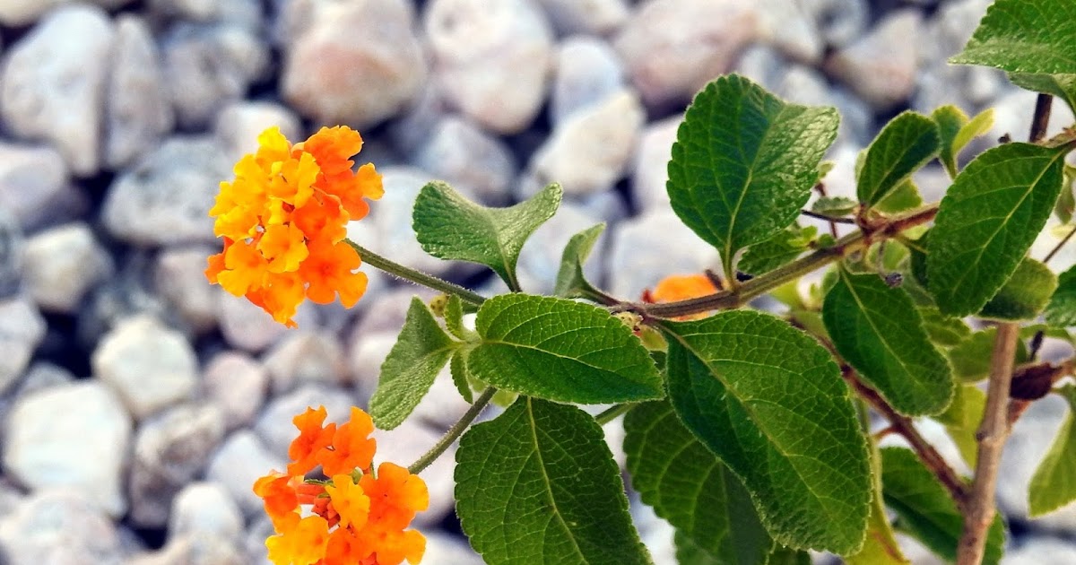 Hiking Curaçao - Flora and Fauna: Petite - perseverance