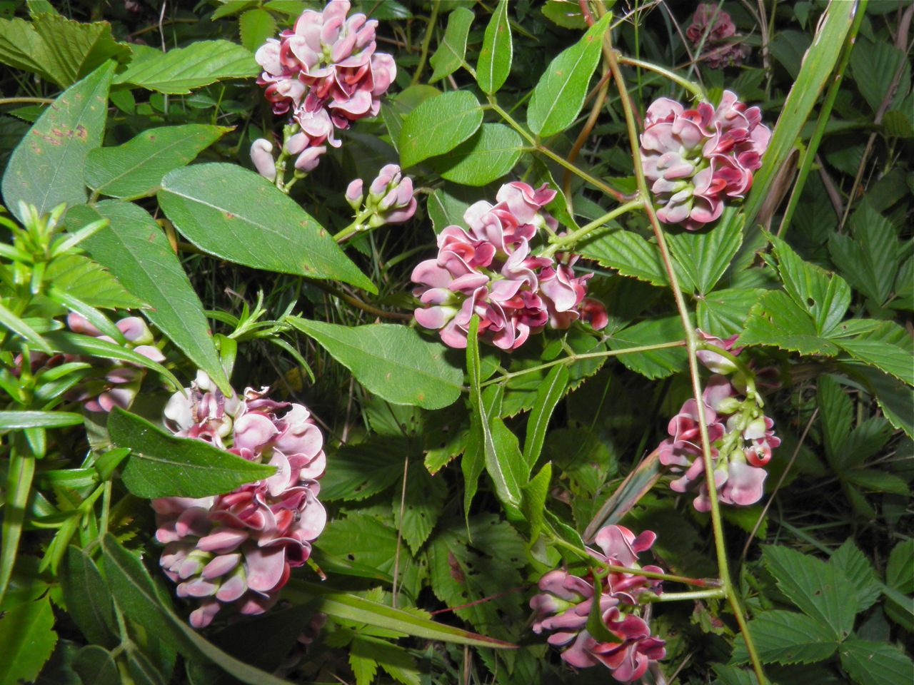 Groundnut Apios Americana