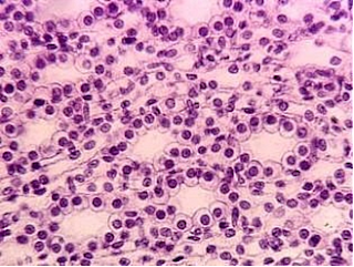 JARINGAN EPITEL HEWAN ~ Materi Belajar Online