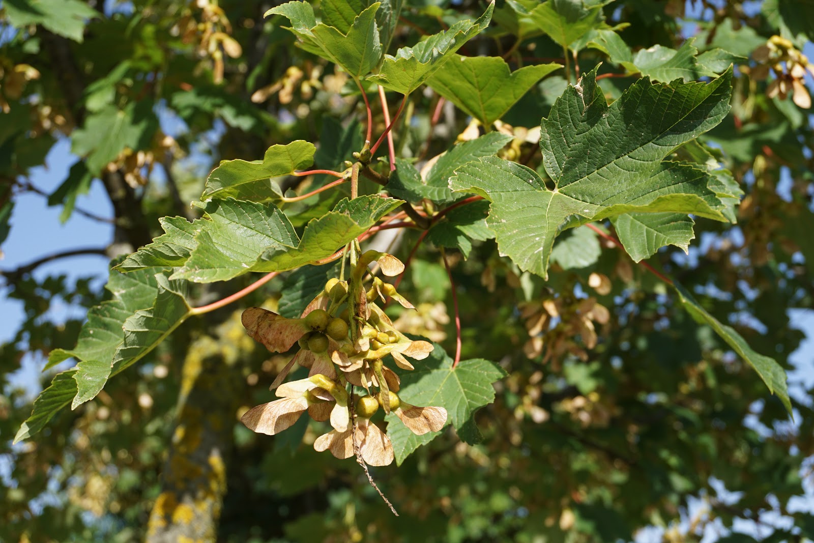 Plantas de Huerta Otea, Salamanca: Arce blanco, falto plátano, arce ...