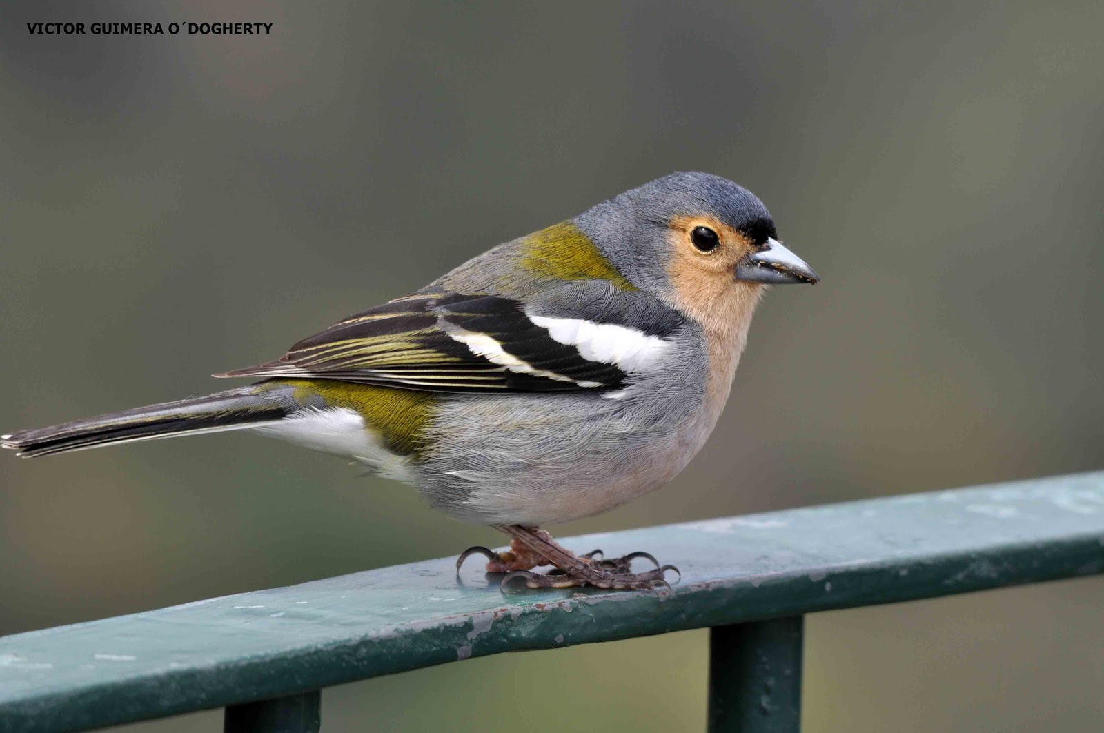 Mis imágenes de aves: PINZONES EN MADEIRA