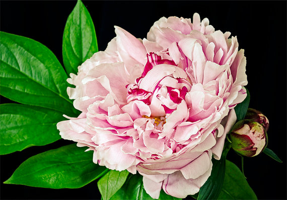 Aesthetic Oiseau: Sarah Hollander Botanicals