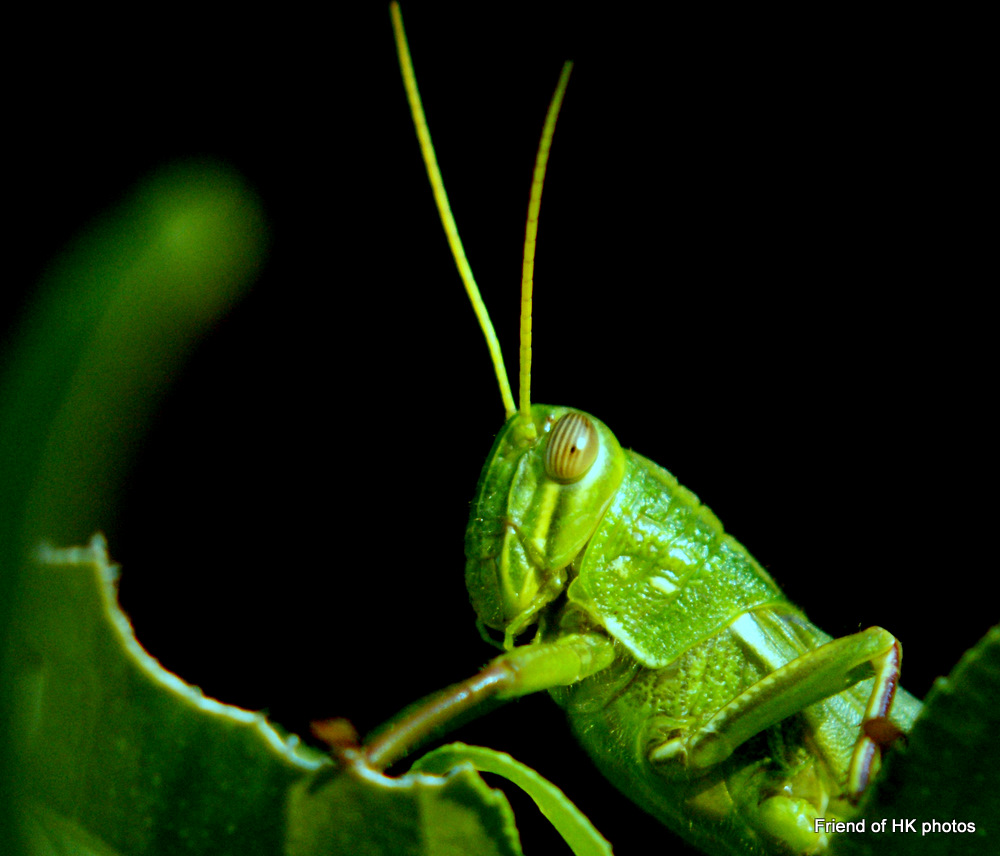 Photographic Wildlife Stories in UK/Hong Kong: Grasshopper Season