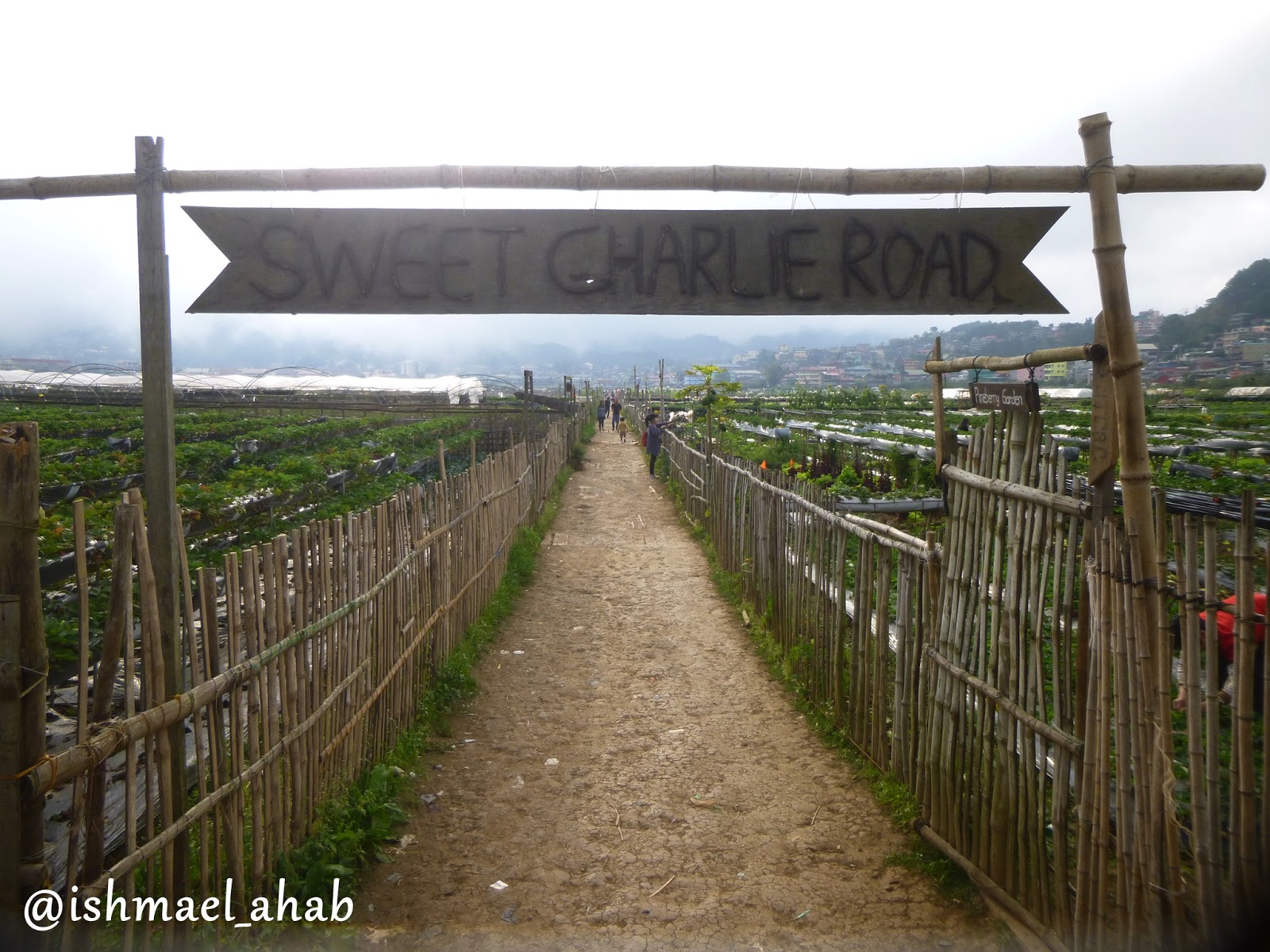 Let's Go to Baguio (Part 5): Picking Strawberries in La Trinidad ...