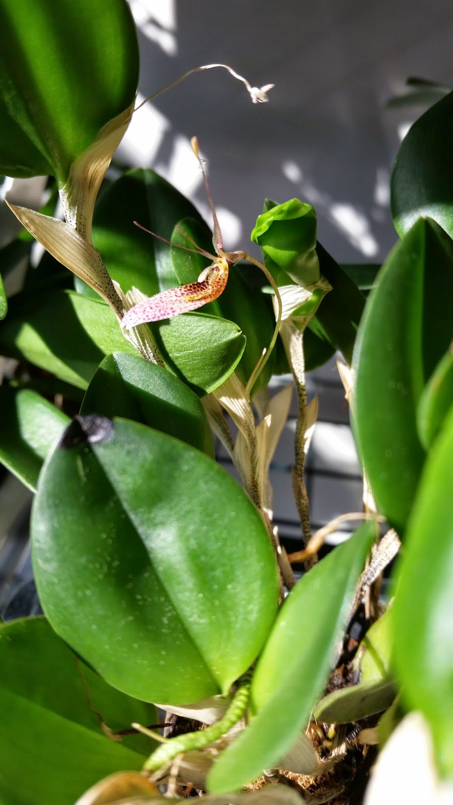 Veni, Vidi, Vivarium