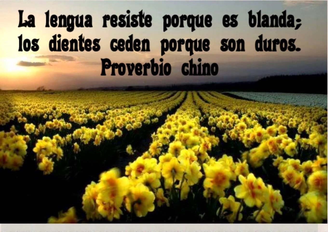 PROVERBIOS ÁRABES CON MENSAJES.... - IMÁGENES BONITAS ® 1001 fotos con ...
