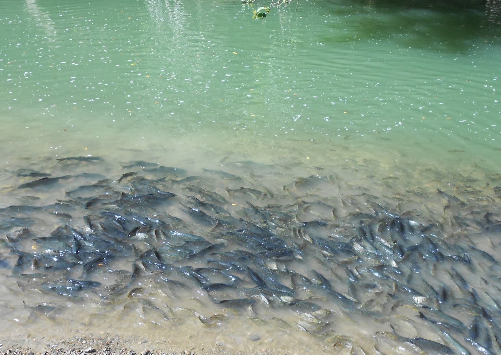 FREELITTLEBRAIN: Fish SPA in Sabah -Tagal Sungai Moroli, Kg Luanti Baru