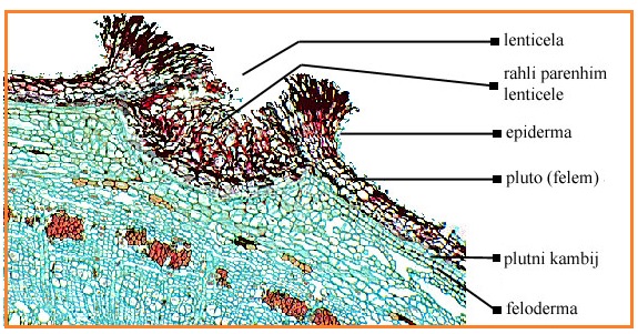 111 SOAL JARINGAN TUMBUHAN - Biology Page