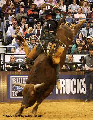 Cardinal Couple: So--You Want To Be A Bull Rider?