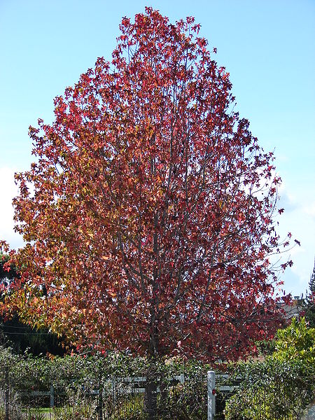 NZ Lifestyle Block Trees