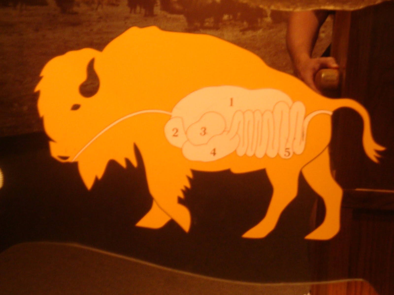 WHAT DOES A 400 POUND GORILLA EAT? | Carb Wars Cookbooks