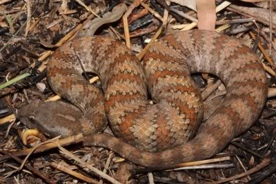 Desert Death Adder | Snakes