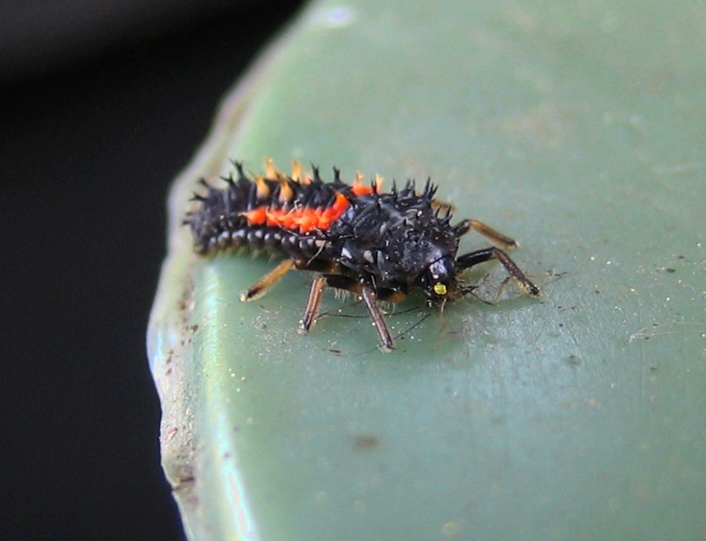 Random Stuffs: did you kno dat baby ladybirds are gross