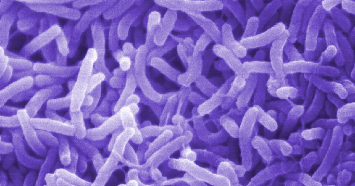 Bestioles Bonics: Vibrio Alginolyticus