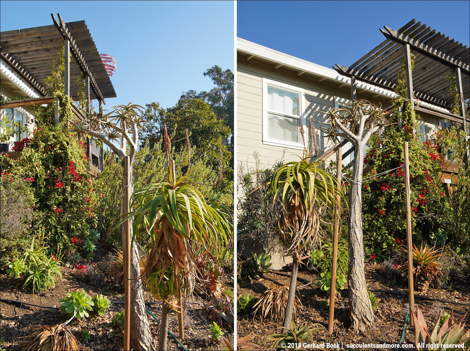 John Miller's Oakland aloe garden (Institute for Aloe Studies)
