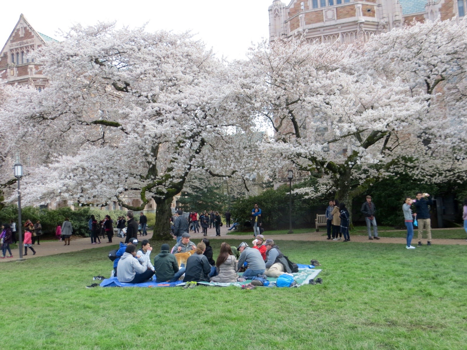 Seattle Japanese Garden Community Blog: The garden is open & sakura on ...