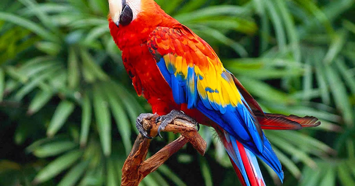 Rupa rupa burung - macam macam burung