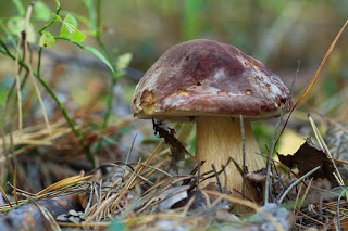 Behind the French Menu: The Cèpe - The French Porcini Mushroom. The ...