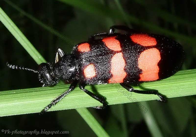 Blister Beetles | Nature, Cultural, and Travel Photography Blog