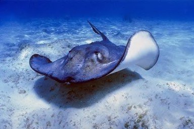 Fishes Images: Ray Fish