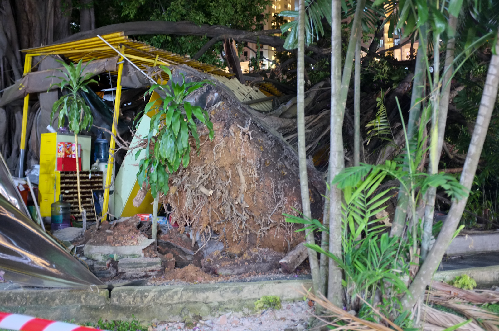 Tales of the mysterious Toa Payoh God Tree that has finally fallen ...