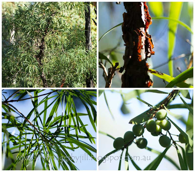 Life Images by Jill: Enjoying the Australian bush