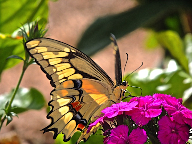 Phoenix Daily Photo: Butterfly Encore