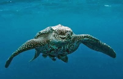 Phuket and Phang-nga in Old Day | ภูเก็ตและพังงาในสมัยก่อน: อ่าวพังงา ...