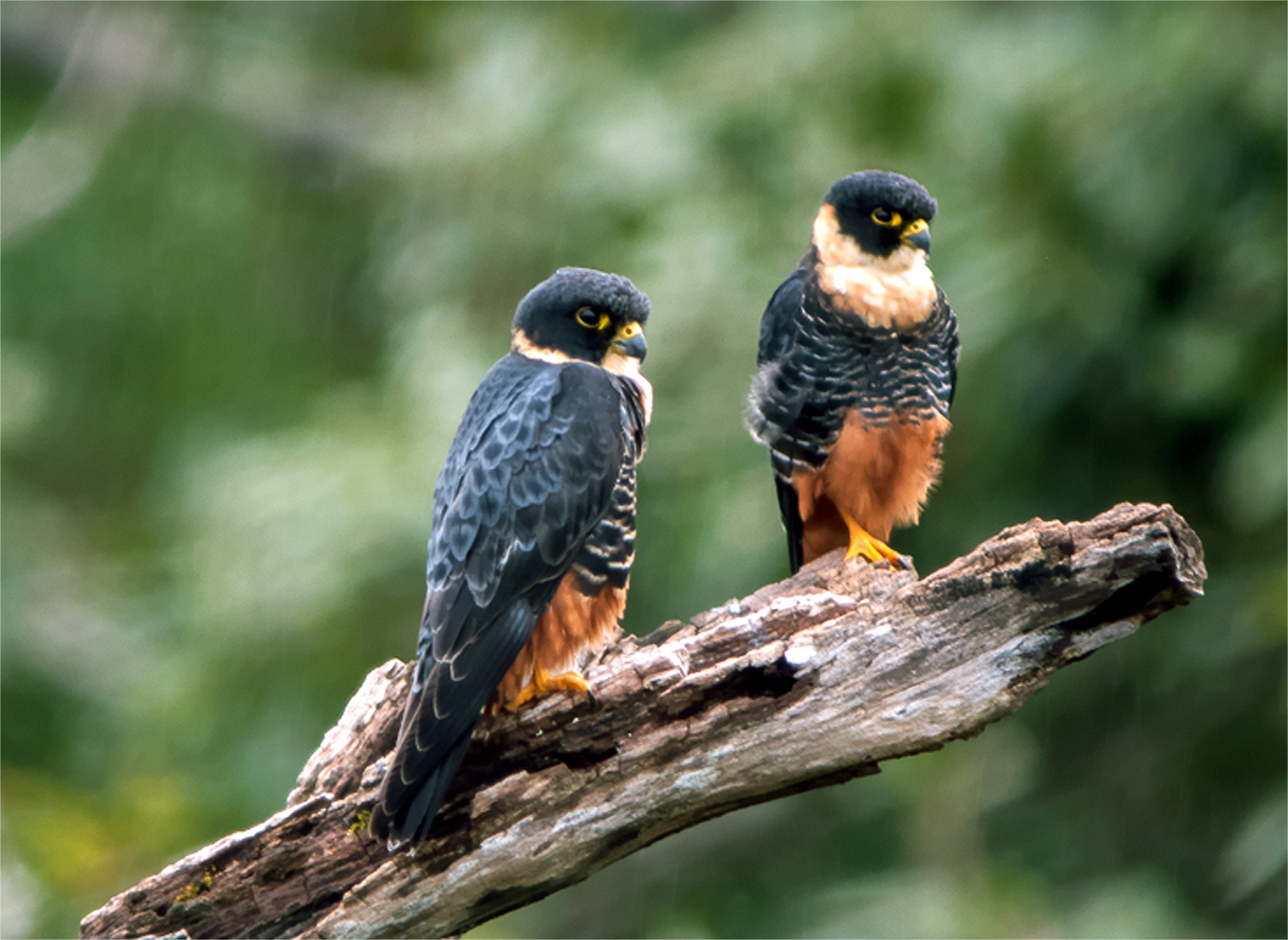 Bellas Aves de El Salvador: Falco rufigularis (Halcón enano o ...