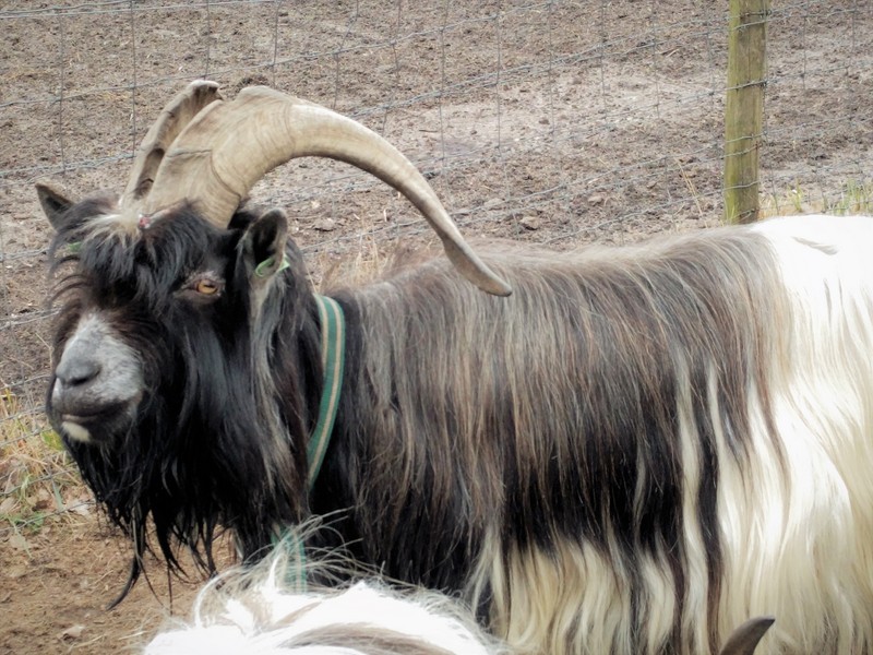 Opvallend onopvallend: Dutch Landrace goat
