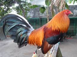 mengenal jenis ayam philipin: ayam super petarung