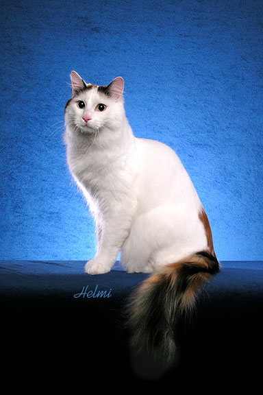 Cat Chit Chat: What is a van cat?