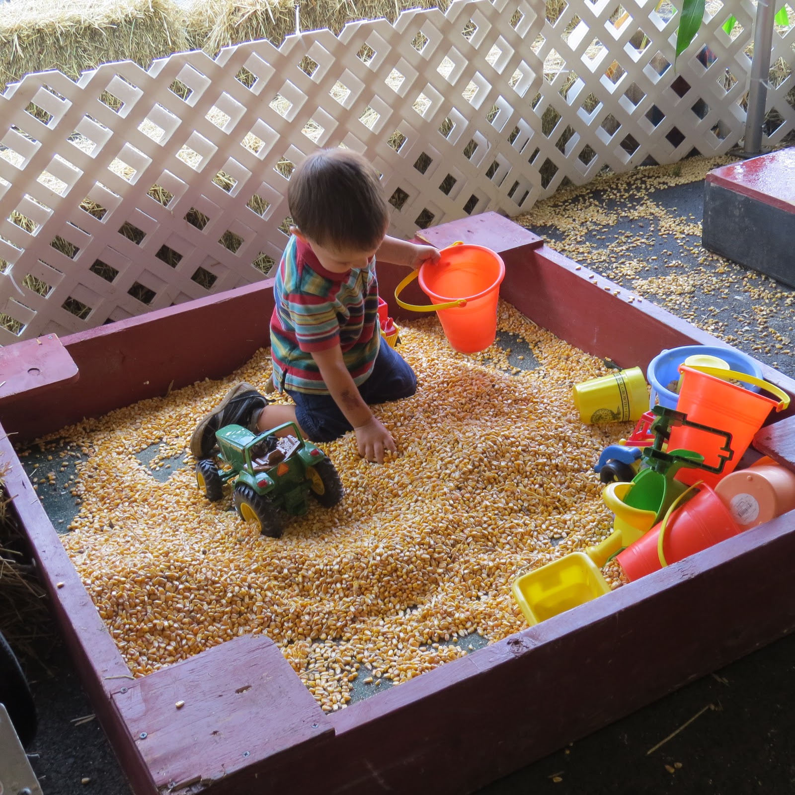 Kids Can Farm for a Day at the Schuylkill County Fair